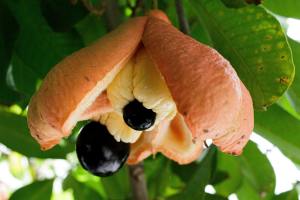 Ackee: What is it and What Does it Taste Like? – Niyis Afro Caribbean ...