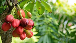 Ackee: What is it and What Does it Taste Like? – Niyis Afro Caribbean ...