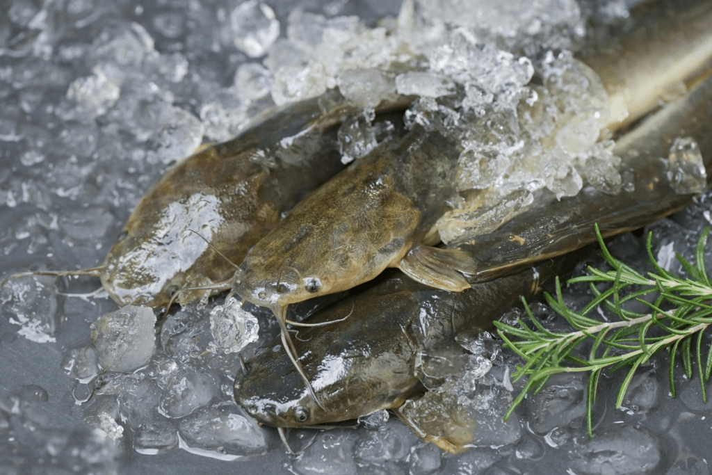 Catfish Nutrition Facts, Health Benefits, And Side Effects – Niyis Afro ...